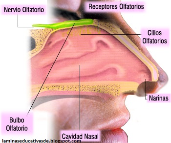 LAMINAS EDUCATIVAS: LOS 5 SENTIDOS