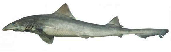 PLAAN : Tollo - Mustelus mento