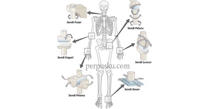 Macam-macam Hubungan Antartulang (Artikulasi)