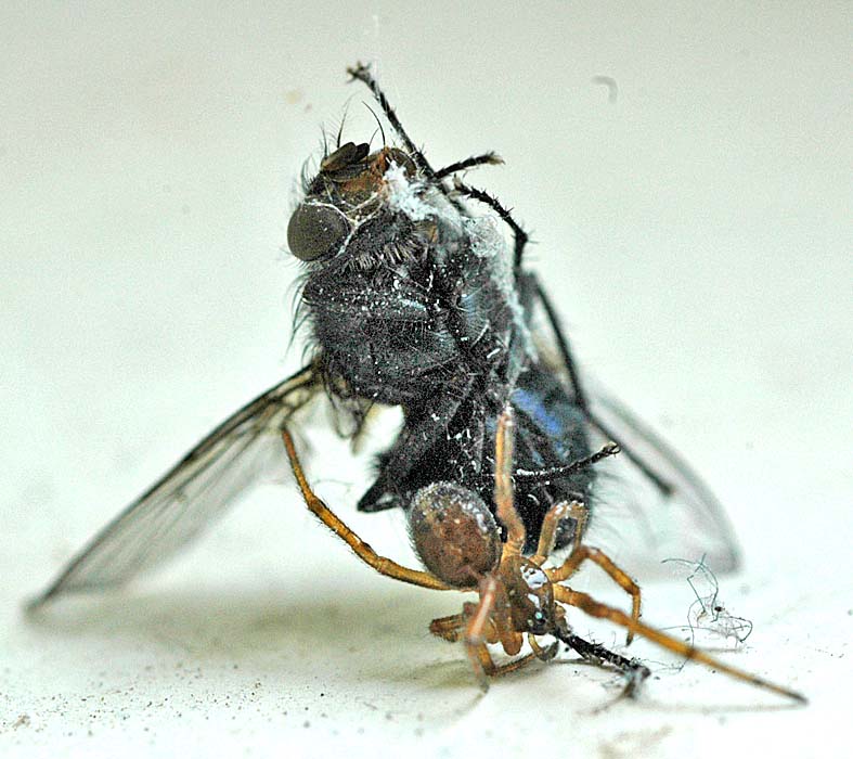 CABINET OF CURIOSITIES: The Spider and the Fly: 2