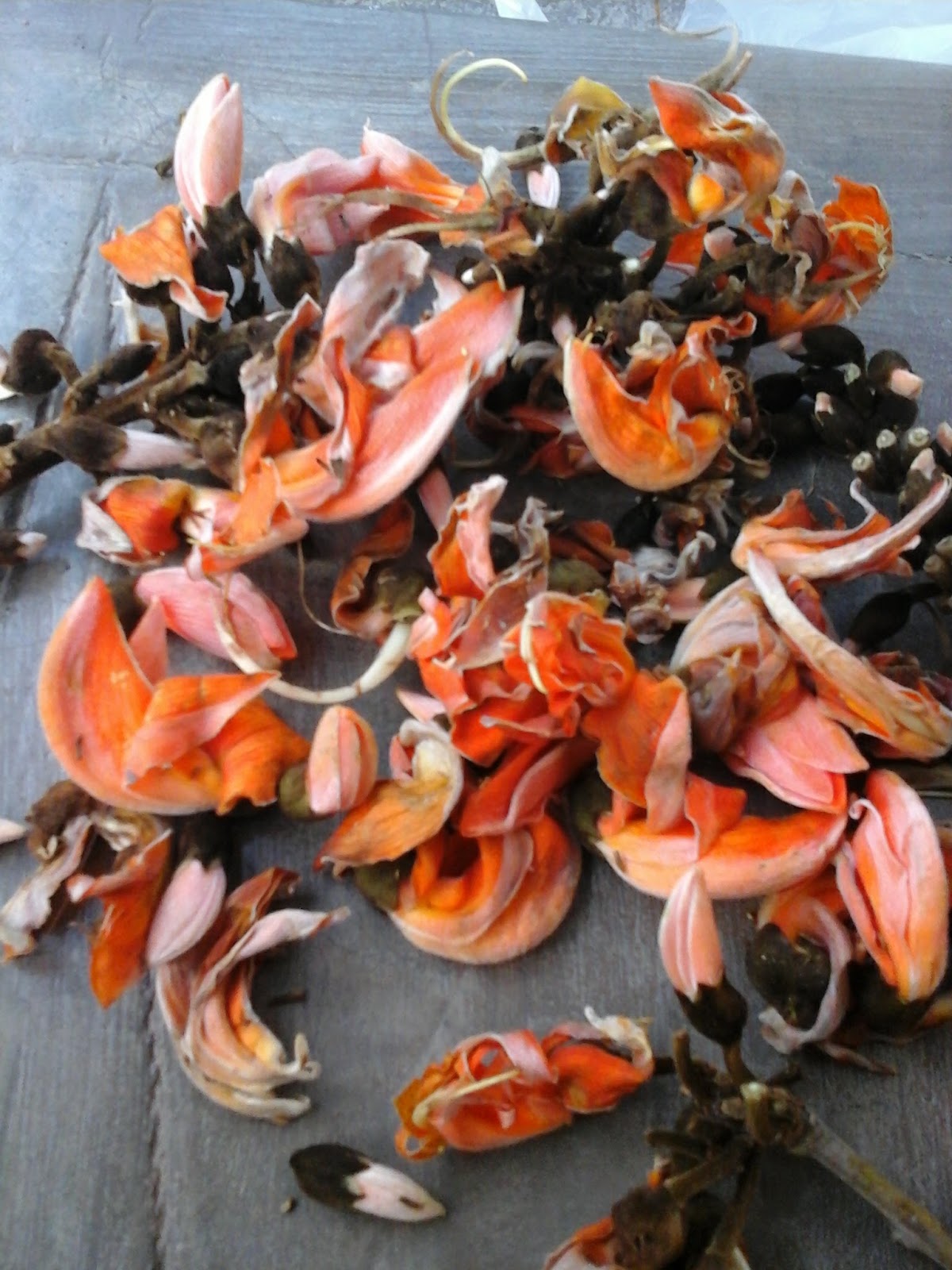 SVL Ayurvedic Healing Herbs: Forest Flame flowers Moduga poolu