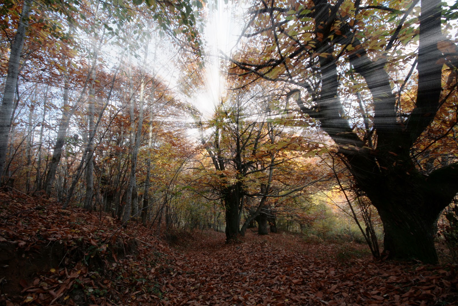 Navarra al natural: Otoño en Quinto real