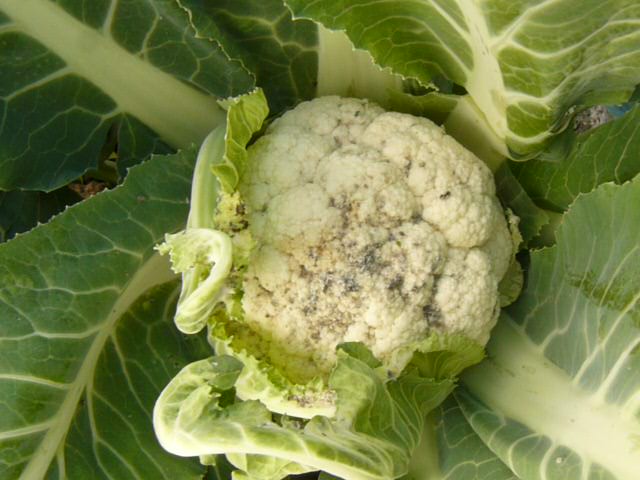 EL CLUB DEL HUERTO: PULGÓN EN LA COLIFLOR