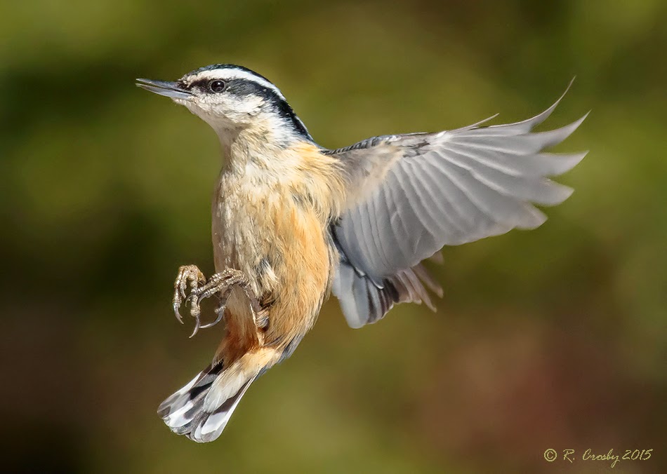 South Shore Birder: Red- breasted Nuthatches in Flight