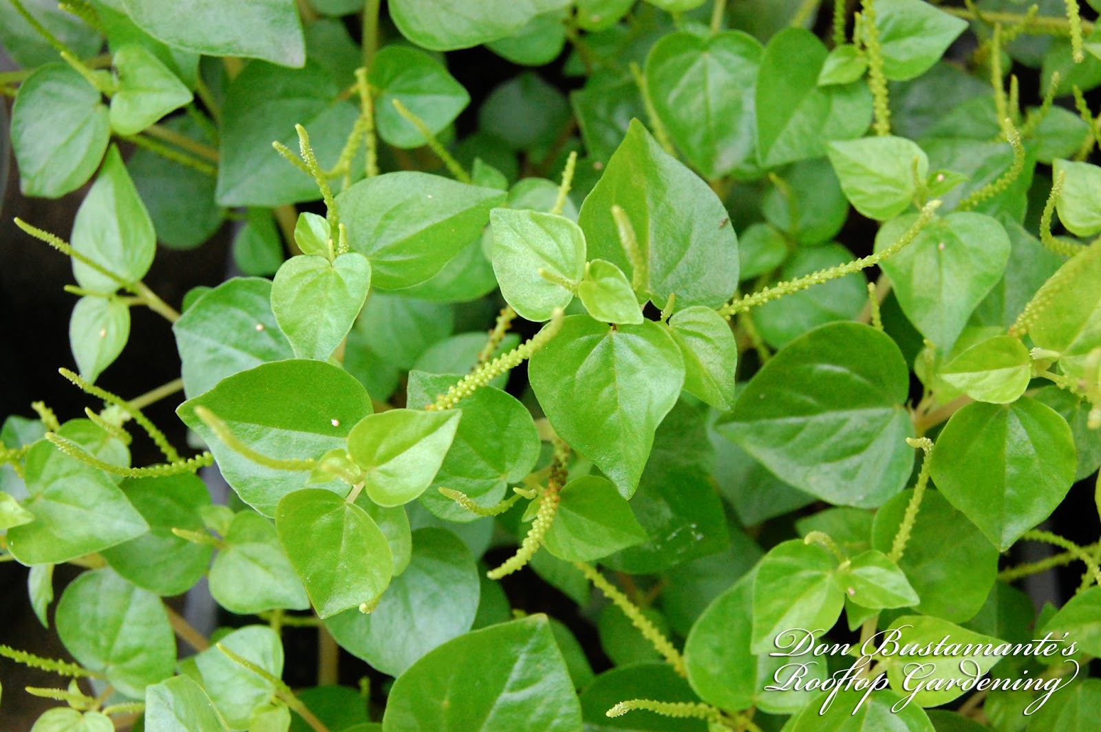 Don Bustamante's Rooftop Garden: Clear Weed [Pansit-pansitan]