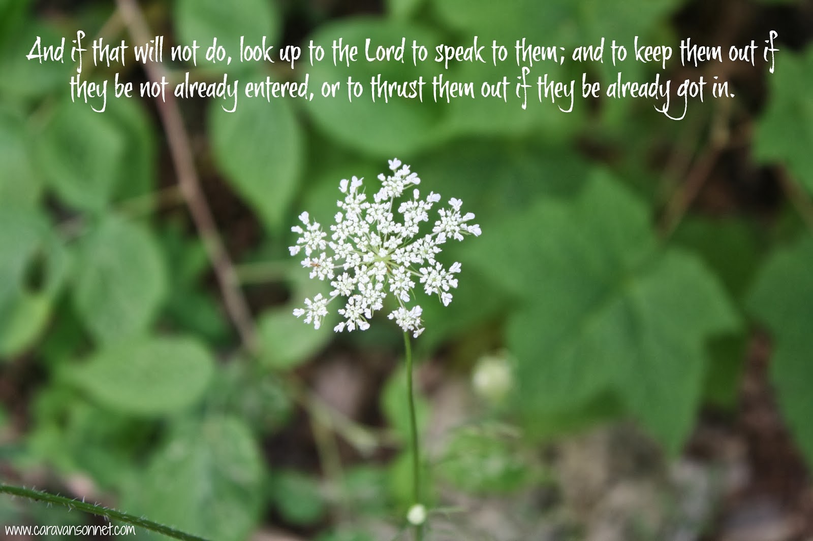 Psalm 138:7 devotional | Caravan Sonnet