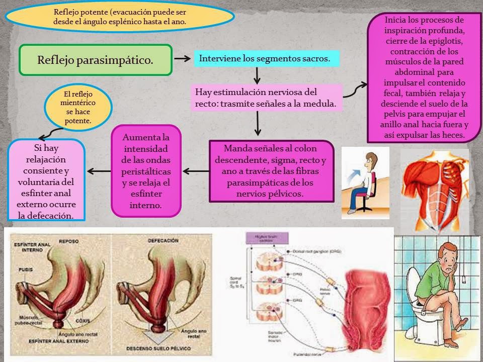 REFLEJO DE LA DEFECACIÓN. | Blog de Fisiología Médica