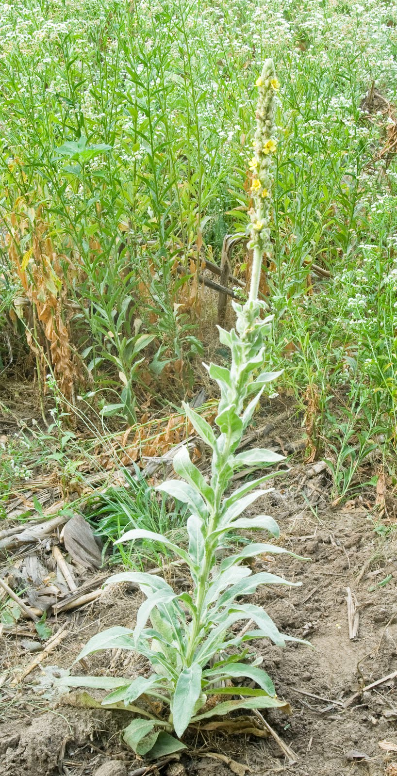 Indiana Plant A Day: Common Mullein