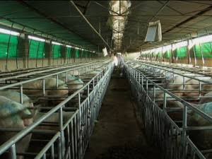 Mimi's Blog: THE PIG FARMER CELEBRITY( ANNA PHOSA)