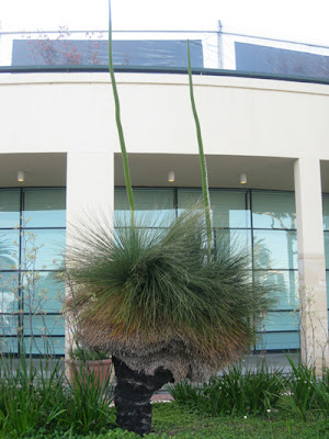 PlantWerkz: Xanthorrhoea Australis - Grass Tree / Black Boy