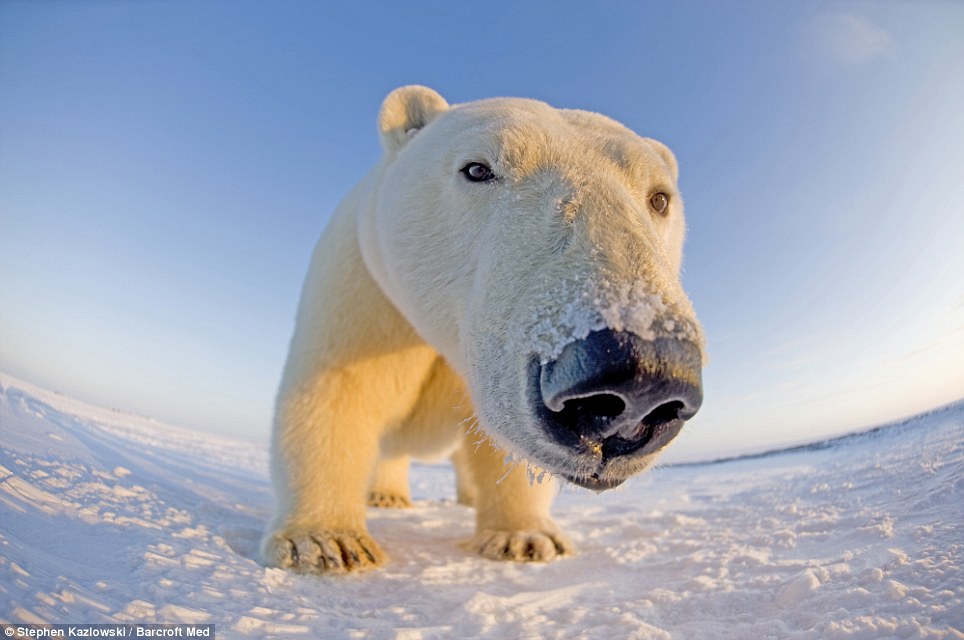 White Wolf : Arctic bears get up close in stunning images that show ...