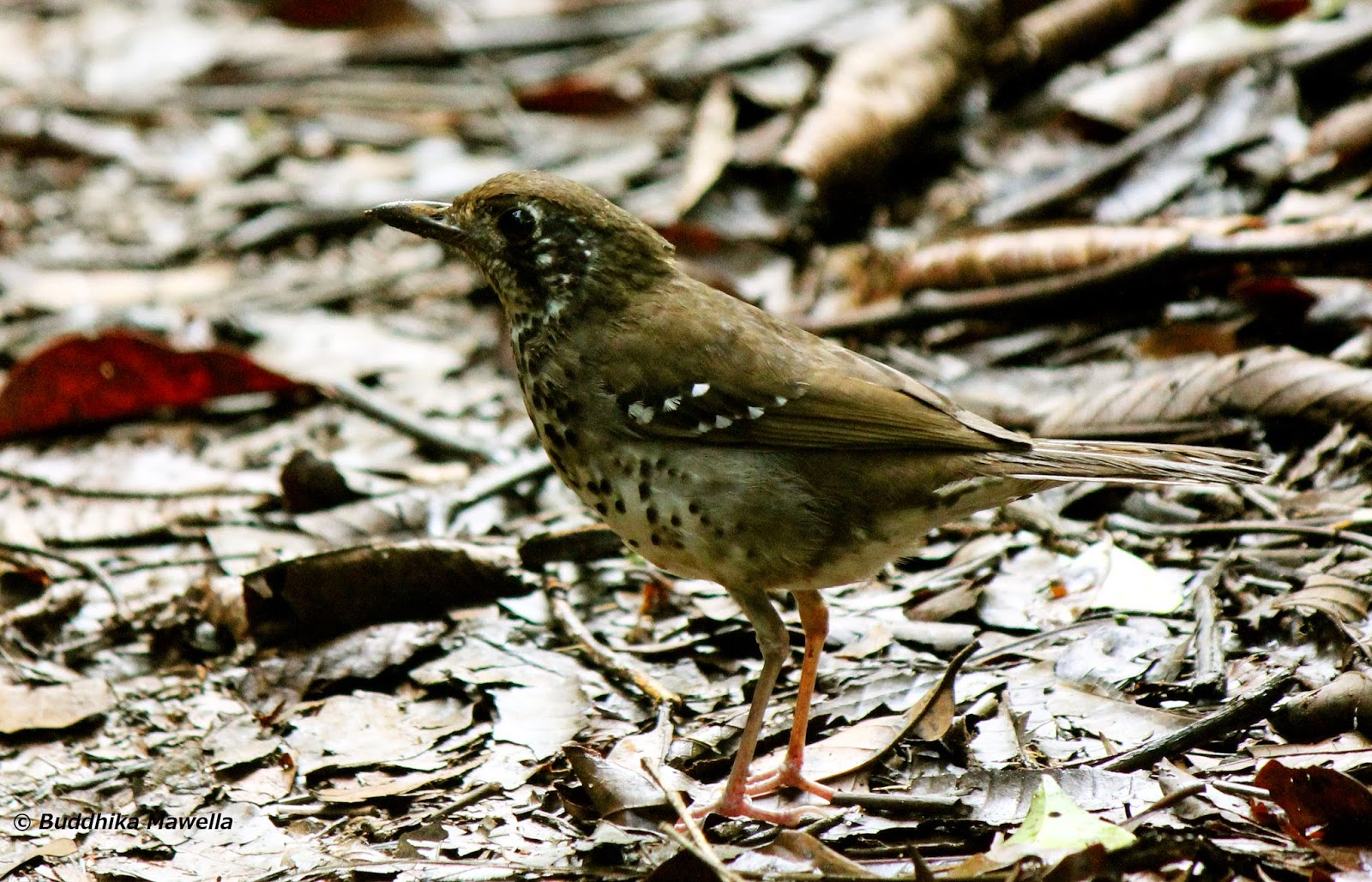 Lanka Nature Summary: Spot winged Ground Thrush (Zoothera spiloptera)