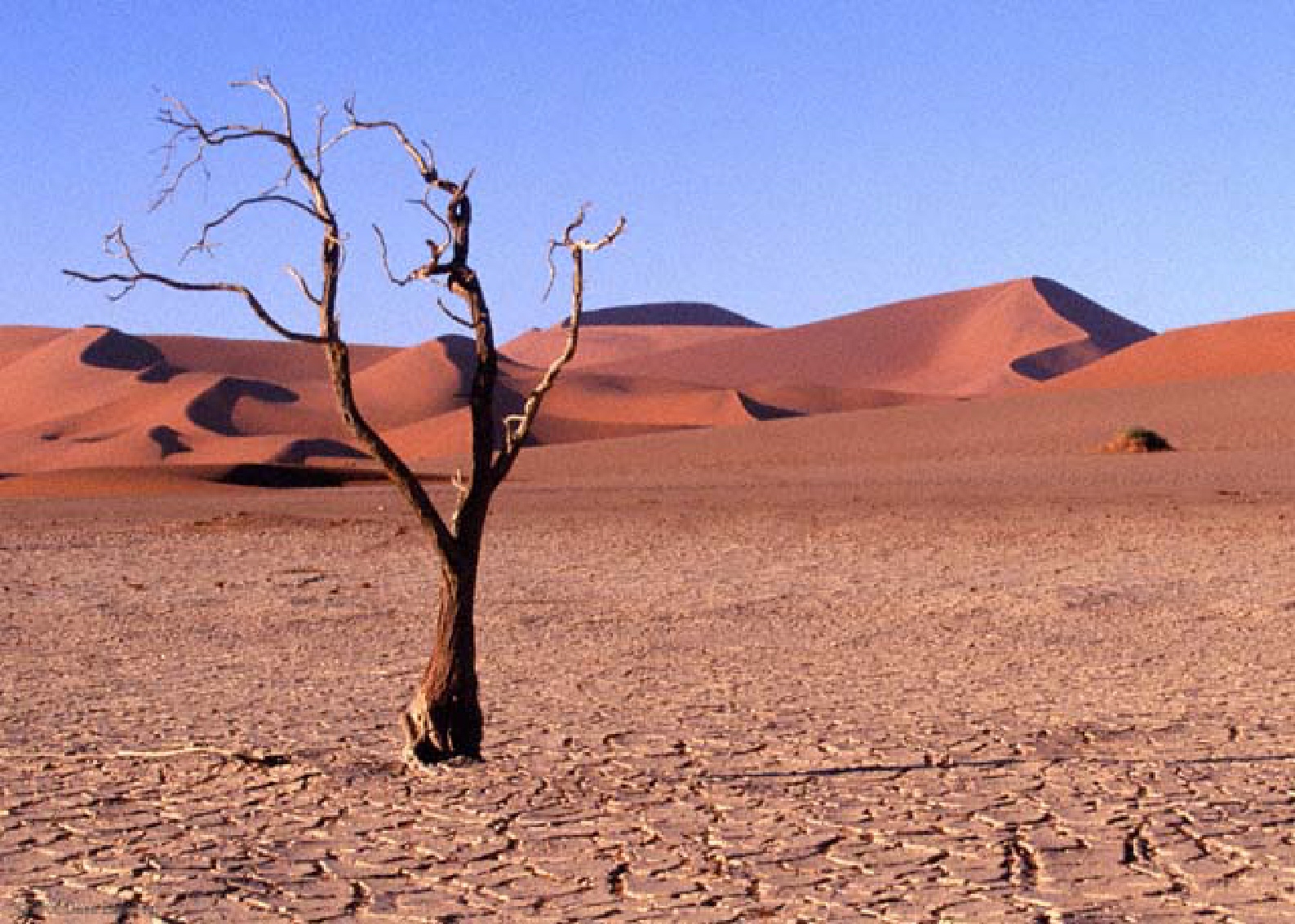 The Terrible Thirst of Depression - Grace