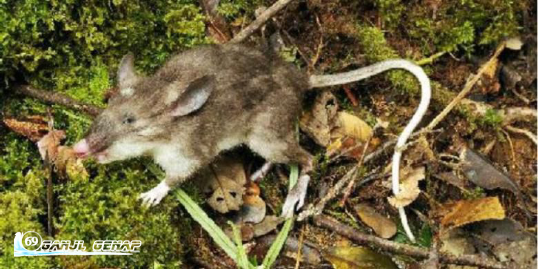 6 jenis Tikus-tikus Unik Yang Ada Di Indonesia - Ganjil Genap