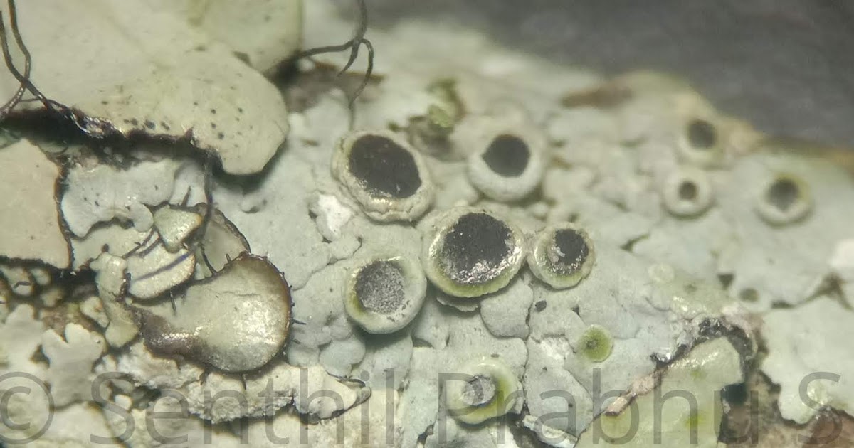SENTHIL PRABHU SIVASAMY: Observation of Fruiting bodies of Lichen