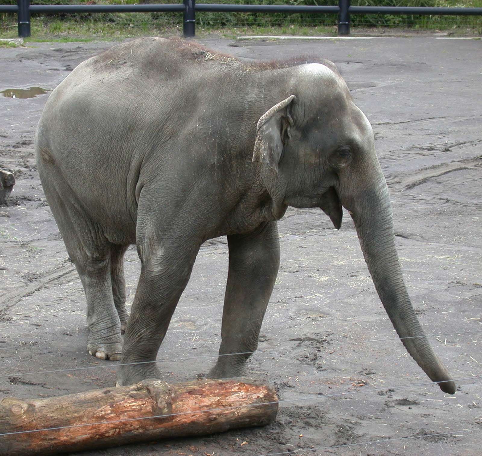 Joyful Public Speaking (from fear to joy): Calling an elephant a zebra ...