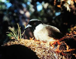 Po'ouli ~ World Extinct Animals