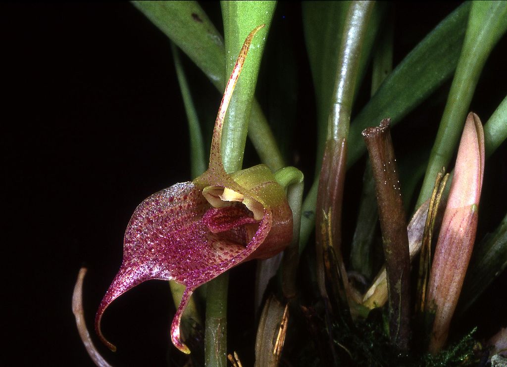 Masdevallia angulata care and culture | Travaldo's blog