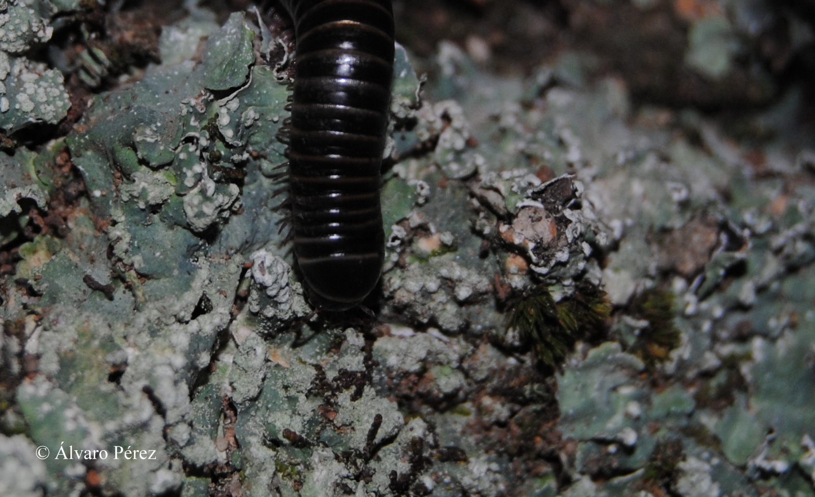 CLONOPSIS: Julus sp.