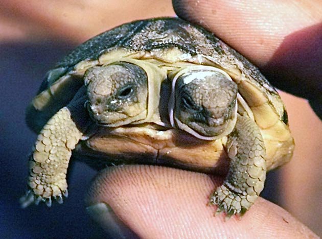 Stunning Two-headed animals and other bizarre creatures ~ Great ...