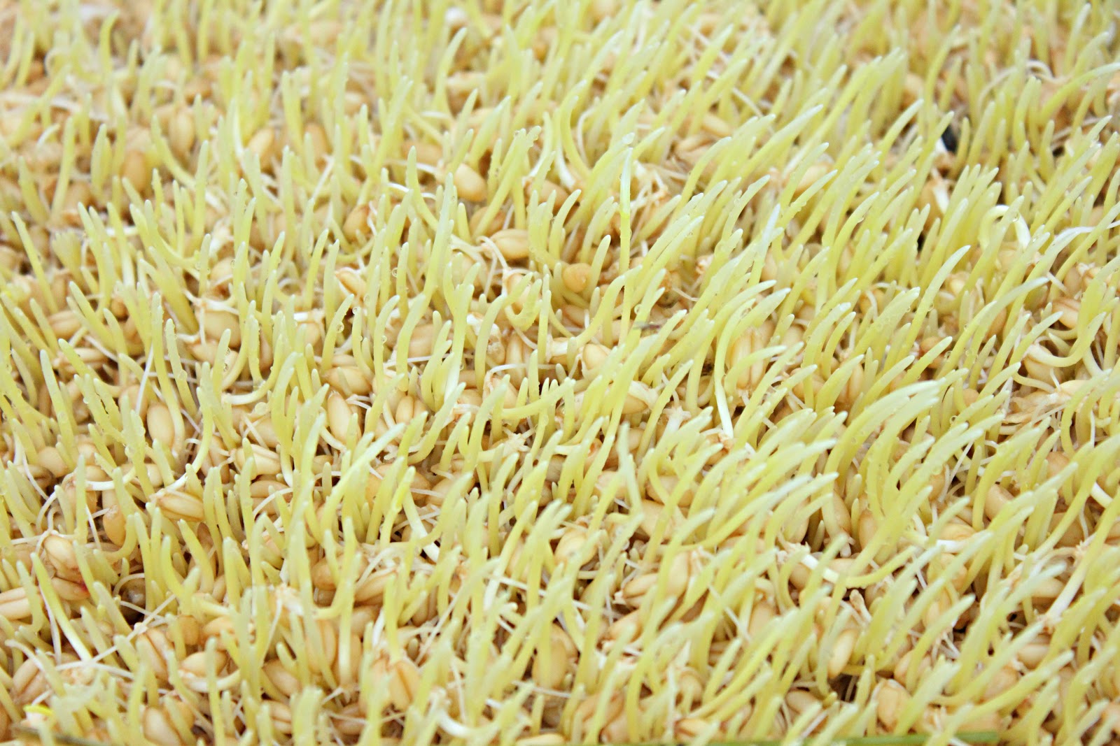 To Sing With Goats: Fodder Tutorial! AKA: How To Sprout Grain for ...