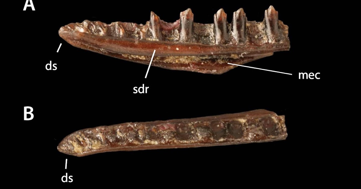 Catalogue of Organisms: Obama's Lizard? Not So Fast