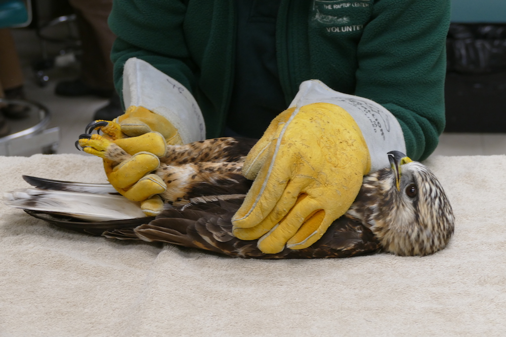 The Raptor Center: The Raptor Center Announces Raptor Academy Online ...