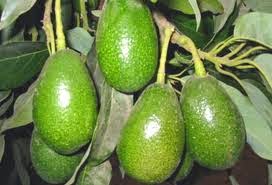 Salud y Conocimiento: La Palta: Propiedades, Beneficios y Usos...