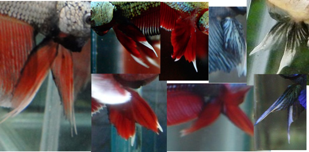 Mr. Betta Mexico: Hablemos de Aletas