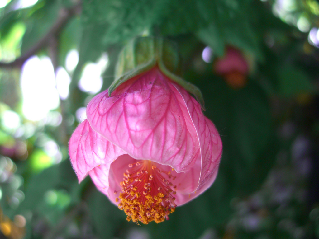 Premiere Landscape, Inc.: Abutilon x hybridum