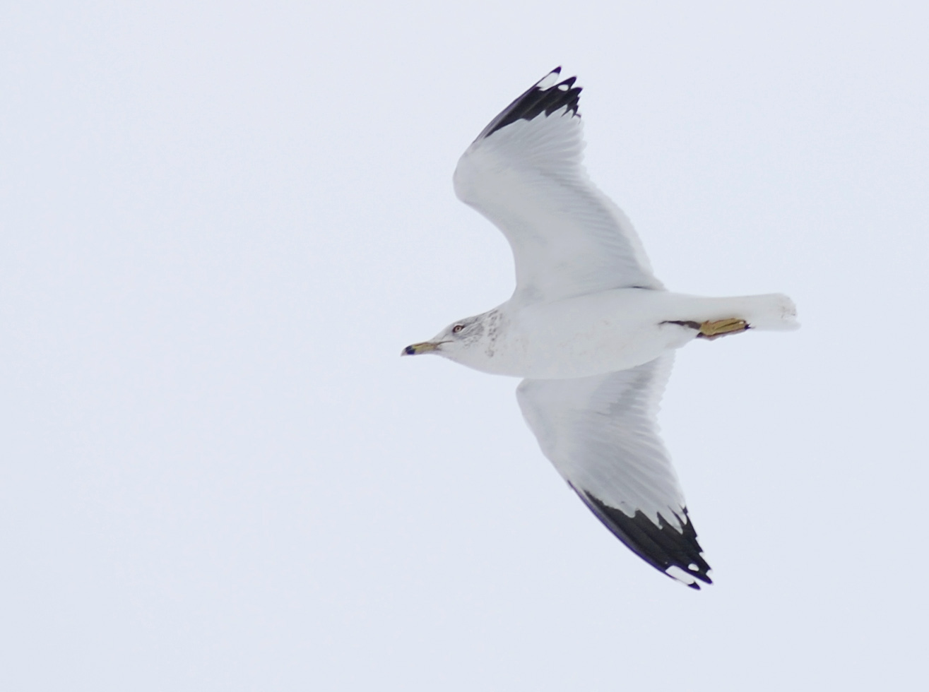Birding Is Fun!: Identifying adult California Gulls and Ring-billed ...