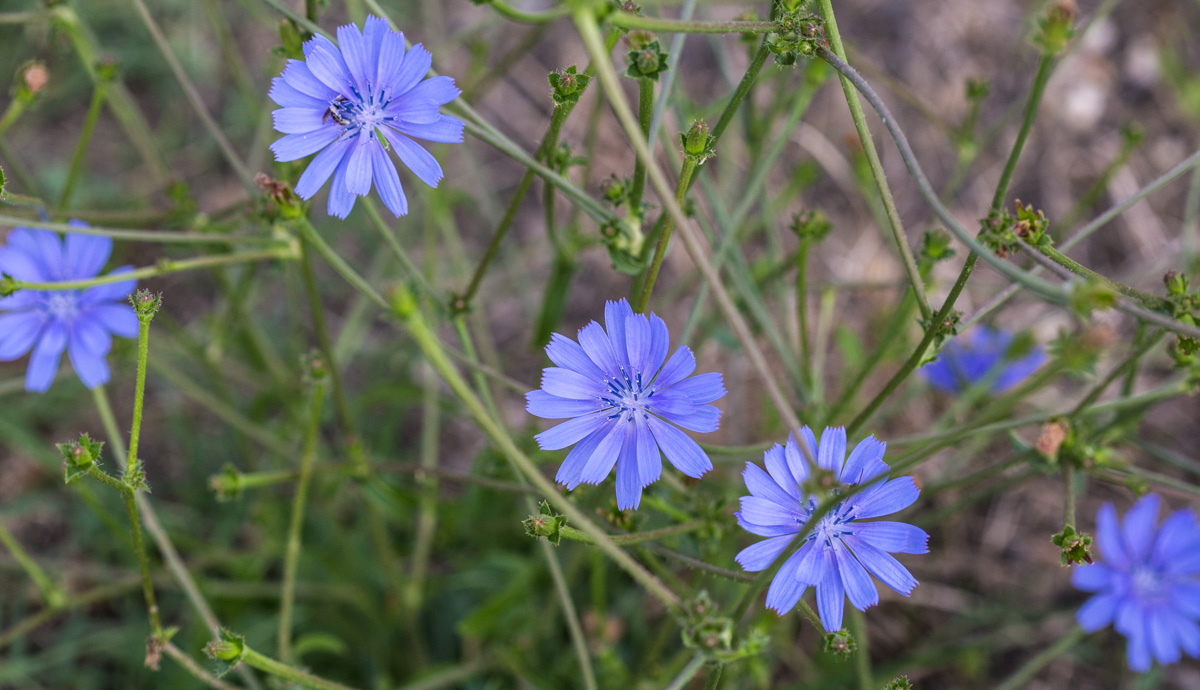 wcs: Wild chicory