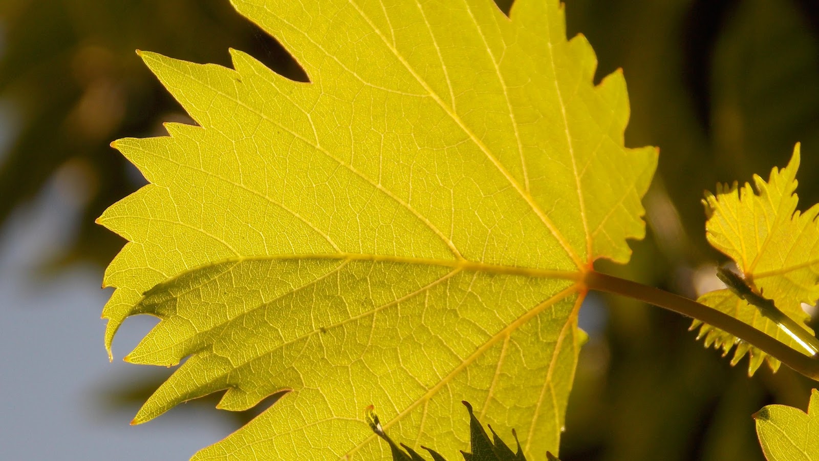 Parra de uva wallpapers HD