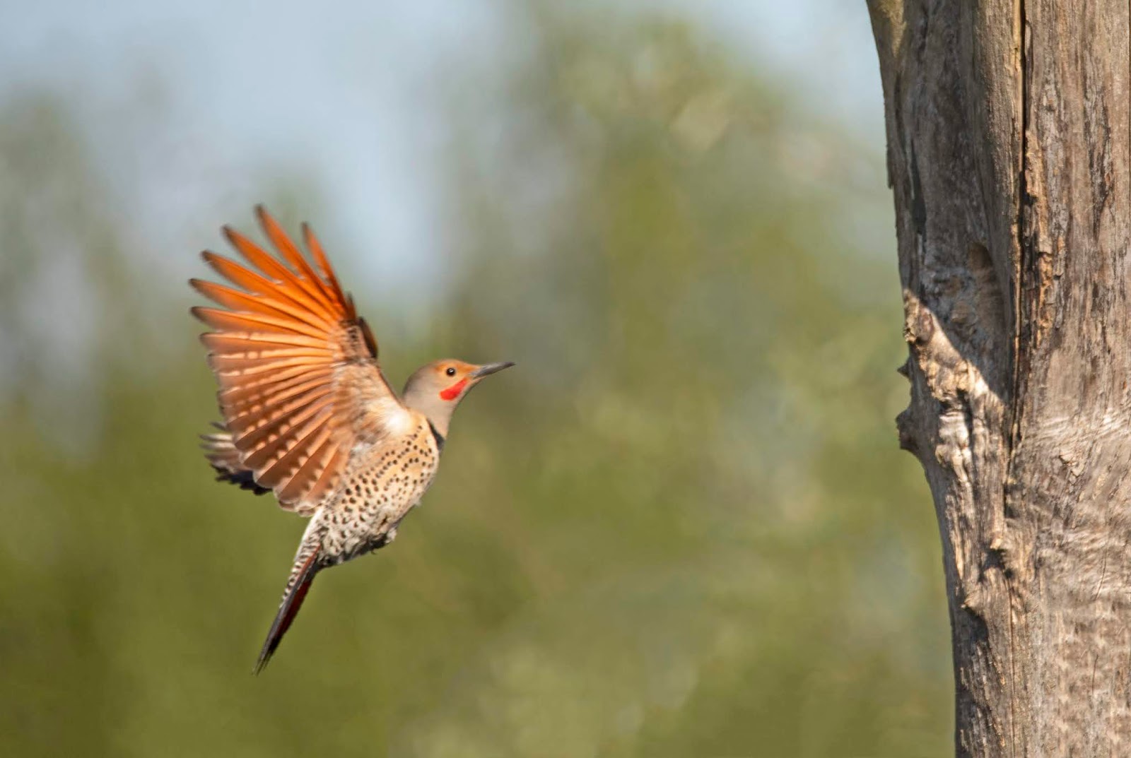Shoreline Area News: Stick Out Your Tongue! or Knights of the Chisel