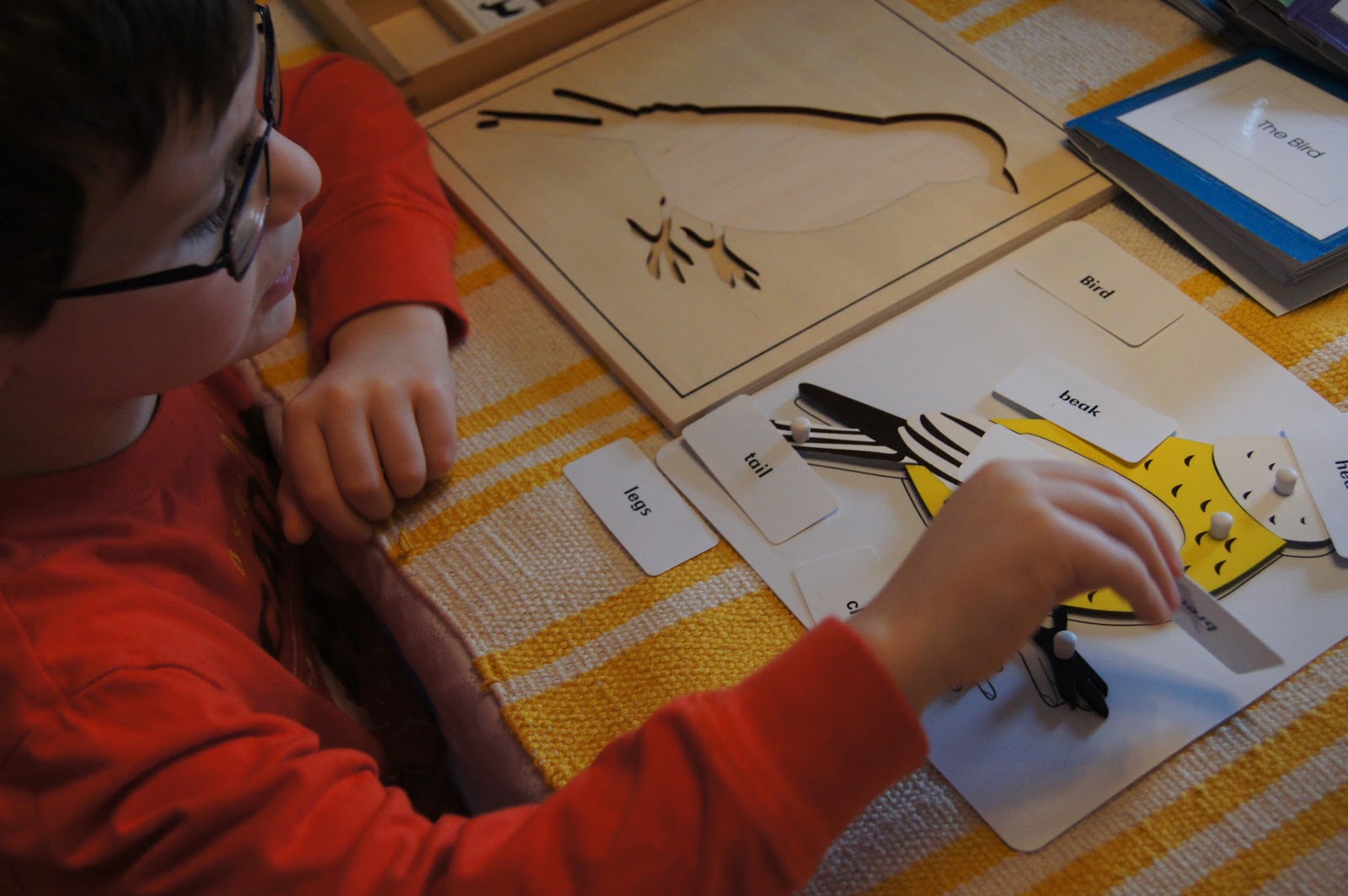 Zoology Cabinet, Montessori Early Zoology At Home - "Making Montessori ...