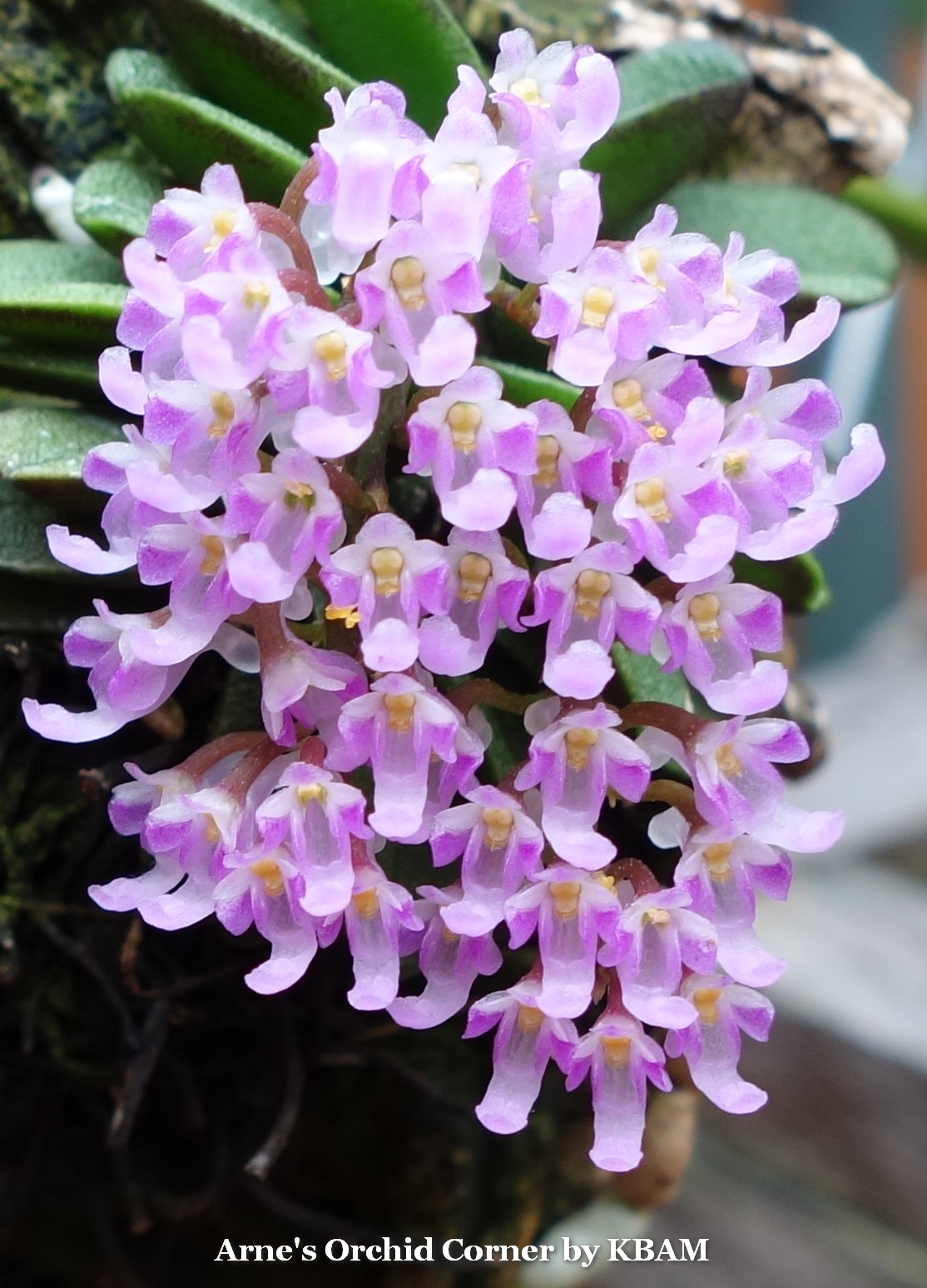 Arne's Orchid Corner: Orchid of the day: Schoenorchis fragrans