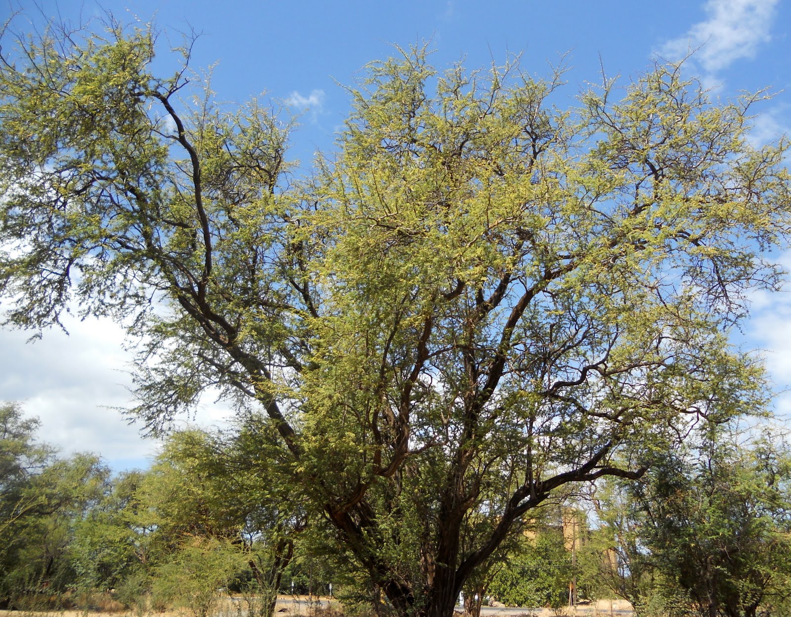 A Kihei Garden Cuisine: Harvesting Wild Kiawe Beans