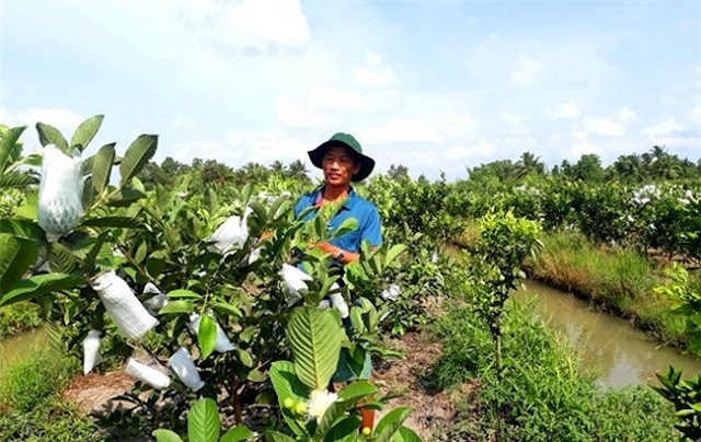 Hiệu quả kinh tế xen canh ổi trong vườn cam - Trái cây Dũng mập