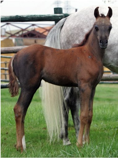 Jinete y Caballo: Inmunodeficiencia severa combinada (SCID) en caballos ...