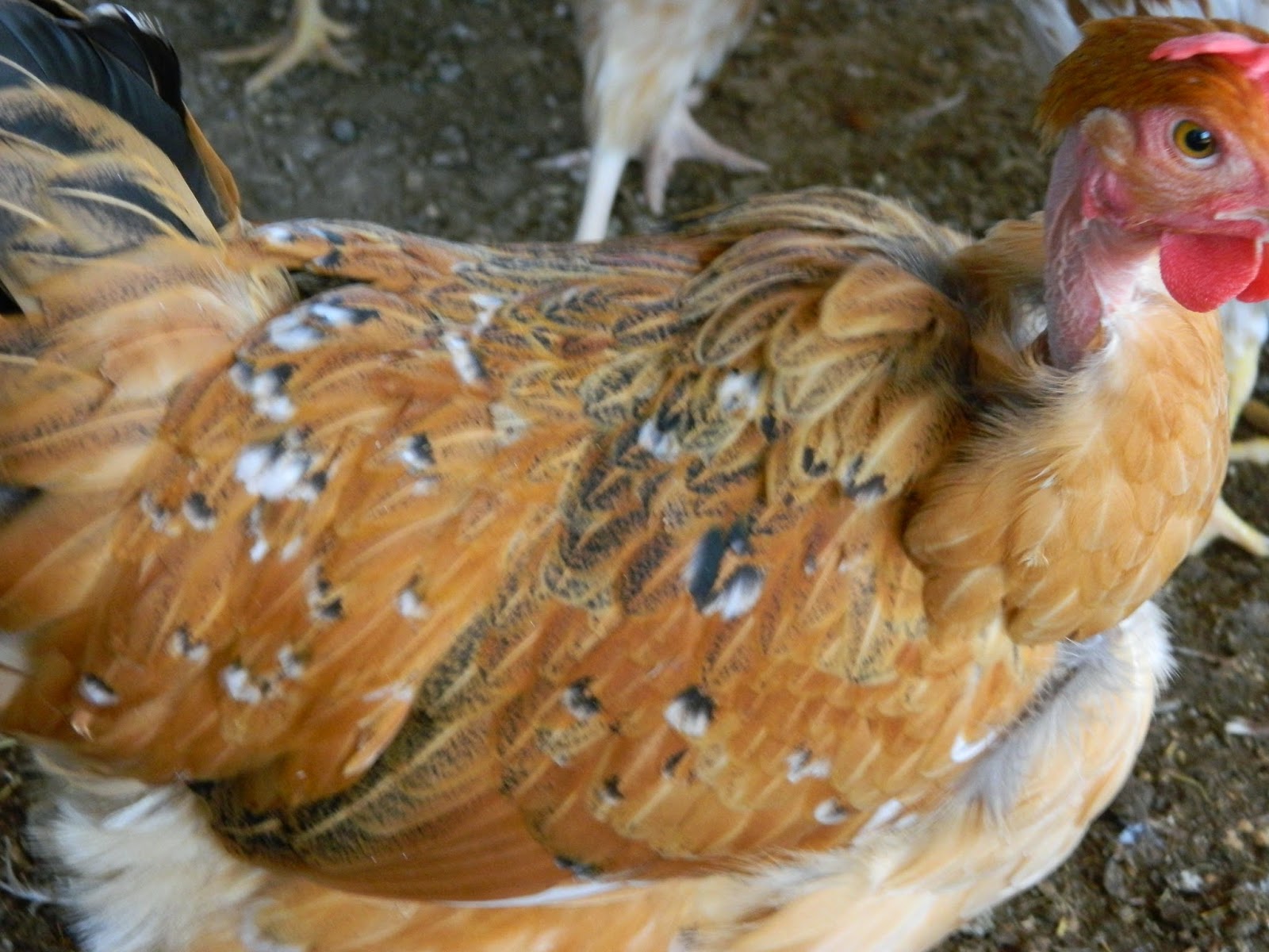 Aloha Chickens: Turken Alohas!