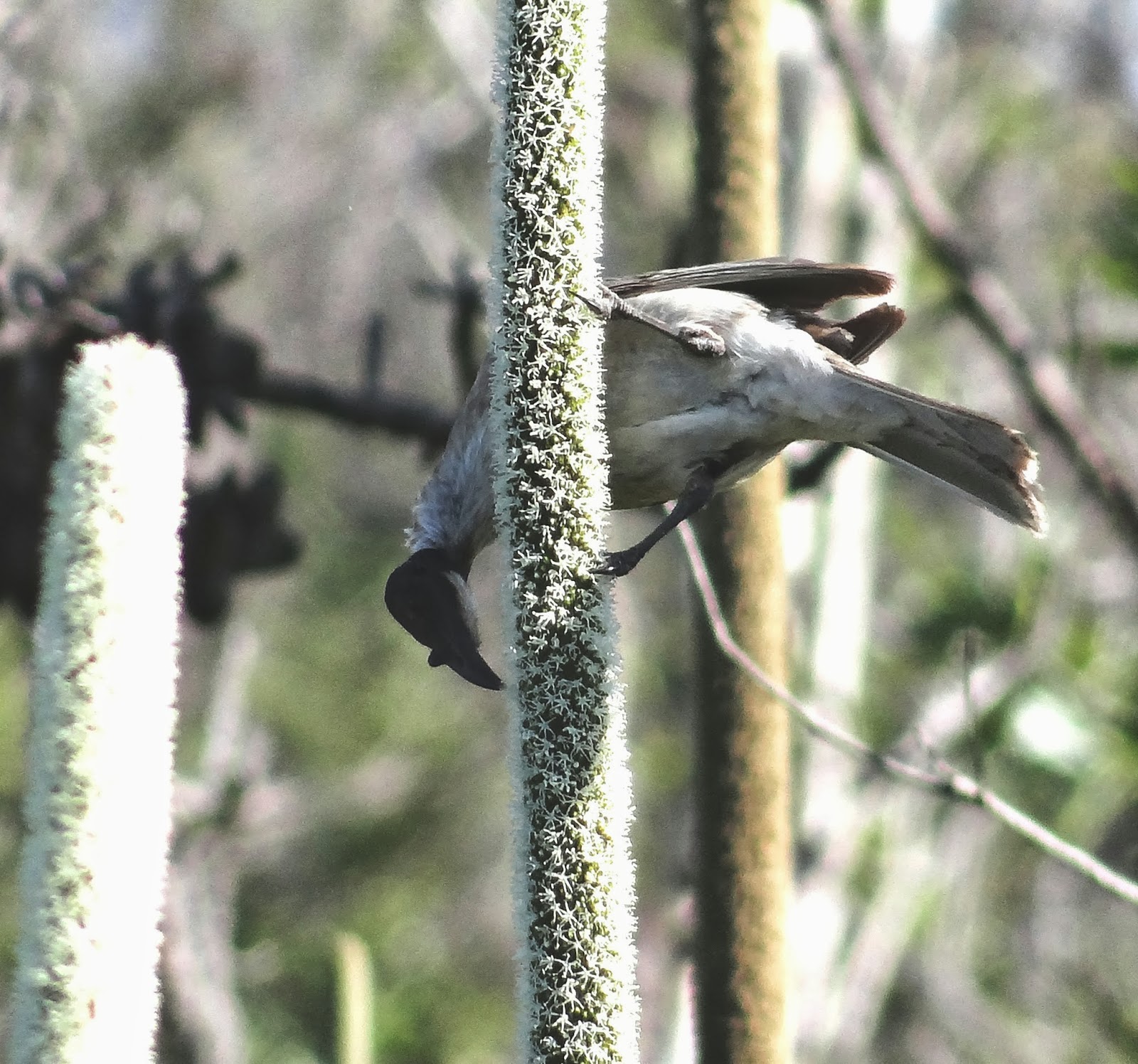 sunshinecoastbirds: Cooloola to Mooloolah: Brush Bronzewing, Ground ...