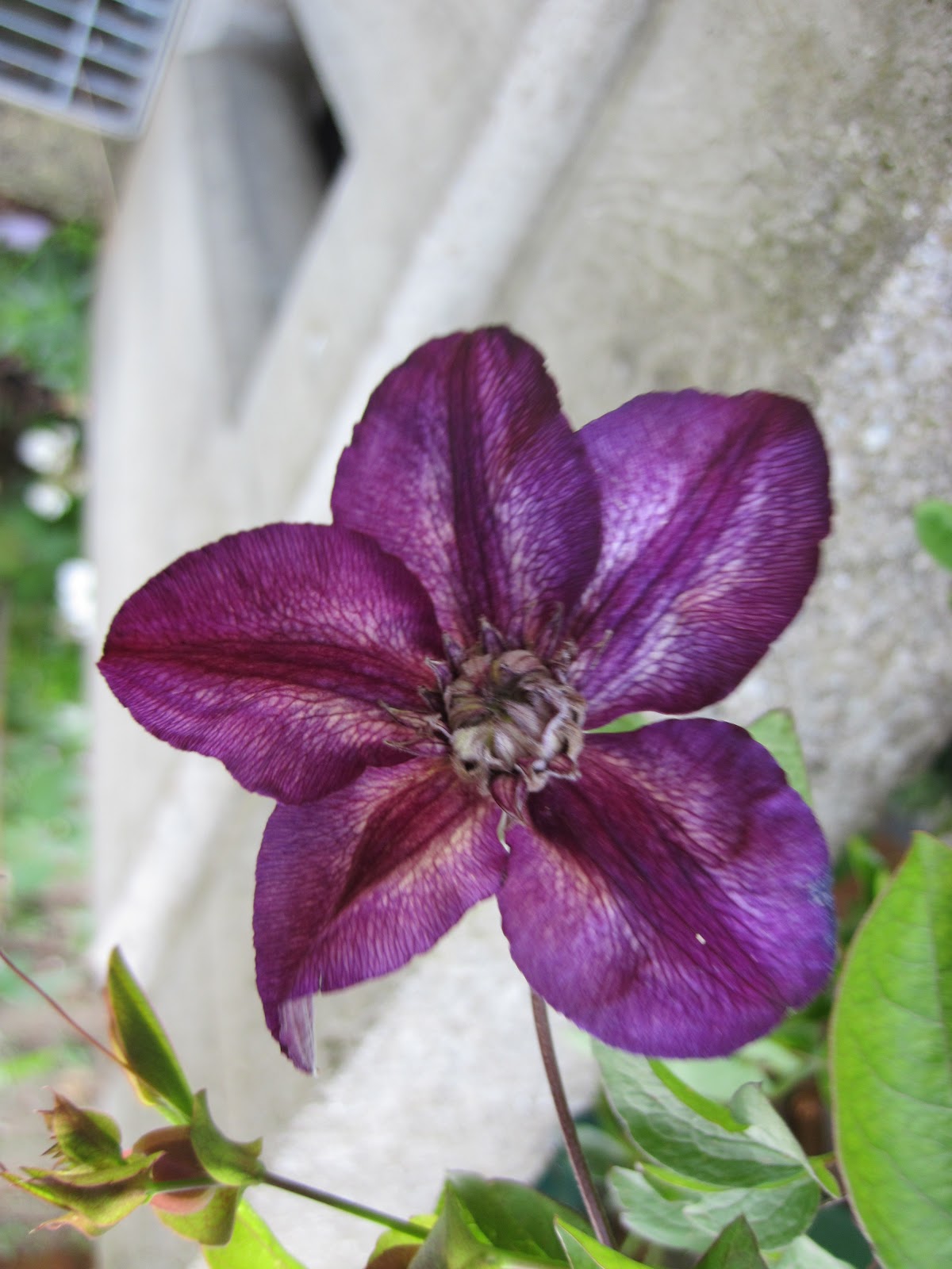 Eden: Nuove fioriture del 16/05/12, Clematis Cassis, Starlight, Dorothy ...