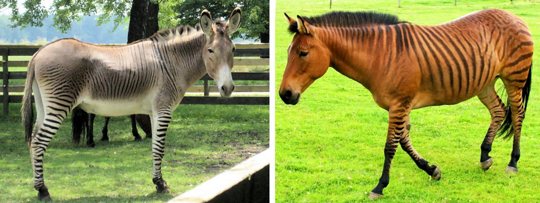 Le blog de la Coudoulière: Les animaux hybrides