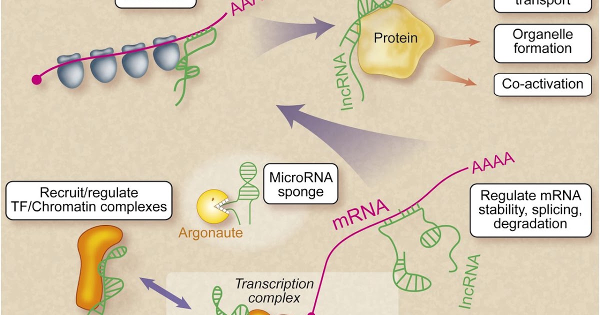 Modern Science refutes the Evolutionary theory: ‘Junk DNA’ no more ...