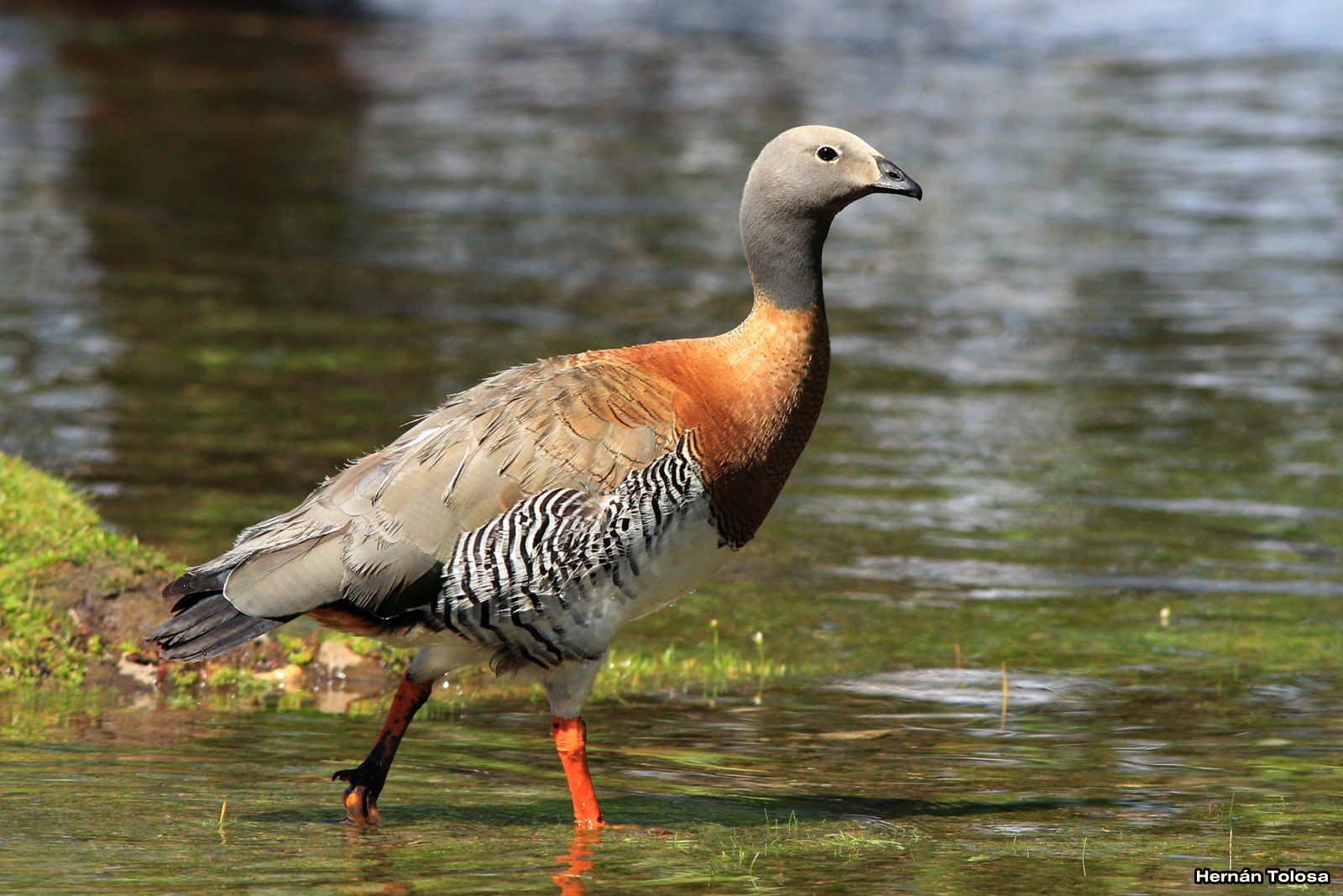 Aves de Argentina: Cauquenes reales en Quila quina