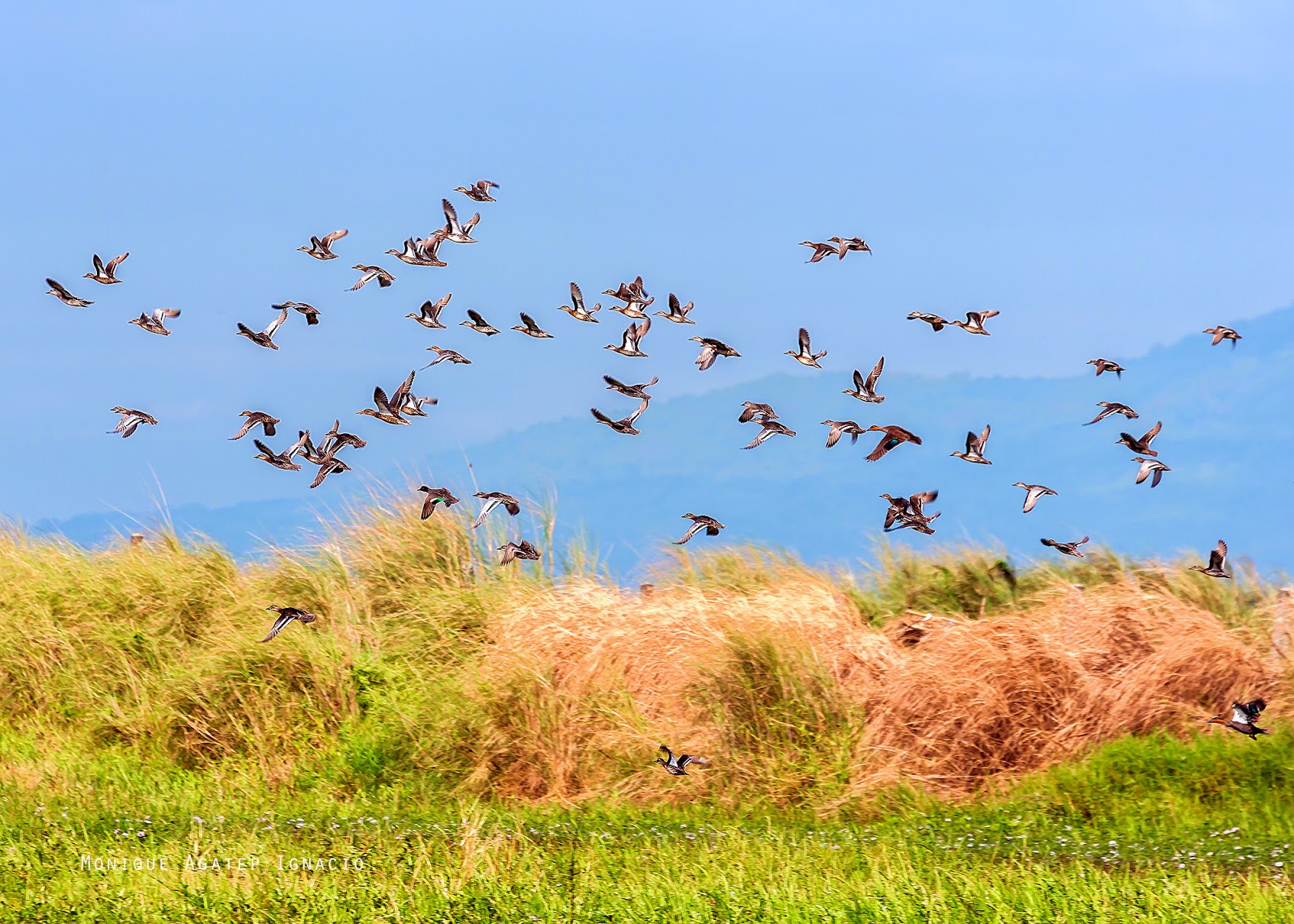 Hog Heaven: Candaba Bird watching