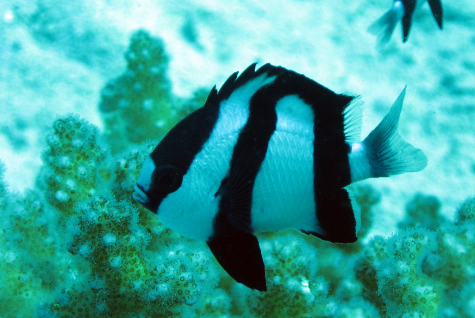 Fish Index: Humbug (Dascyllus aruanus)