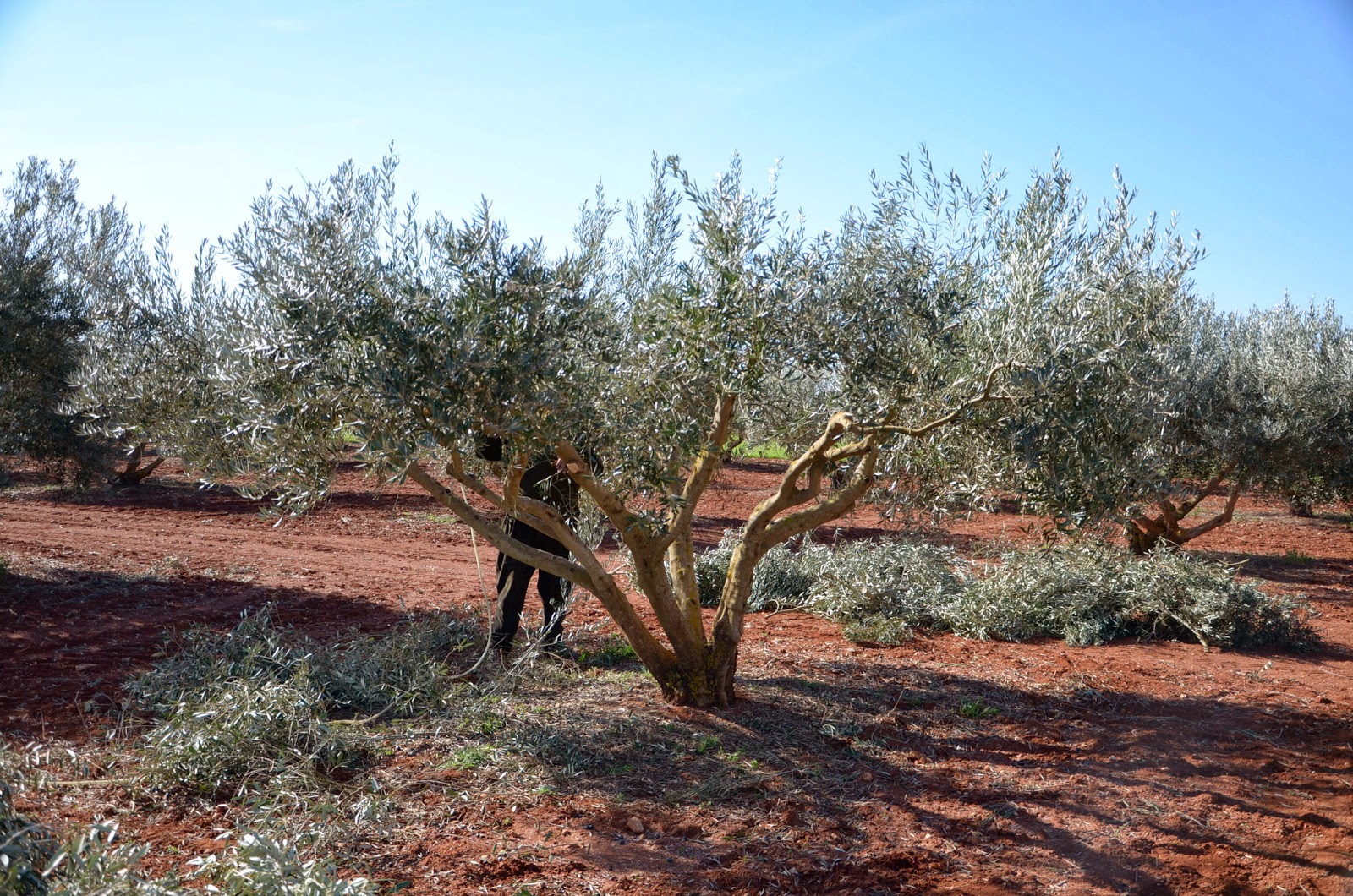 Pruning olive trees: “Without too much wood, the olives will be better ...