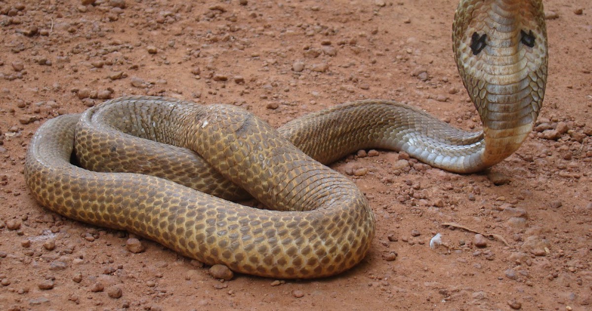 India's Bigfour Snakes