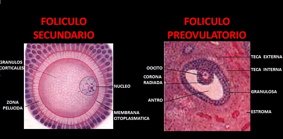 MANUAL DE REPRODUCCION BOVINA: EMBRIOLOGIA